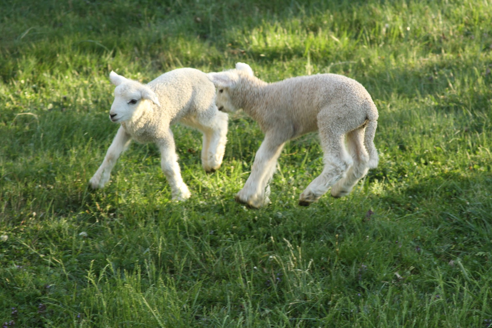 losing sleep counting sheep: lambs at play