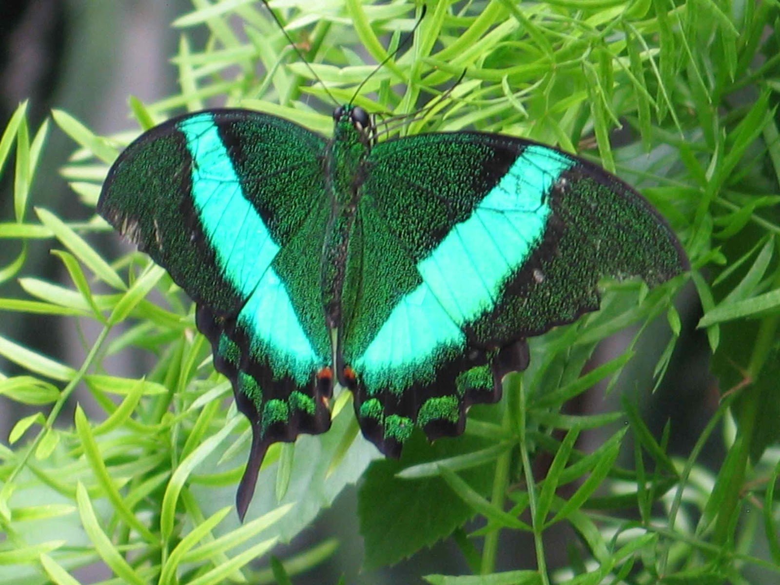 Un any al Quebec: Papallones en llibertat