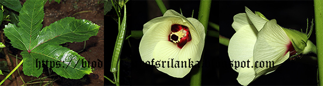 Biodiversity of Sri Lanka: බණ්ඩක්කා [Bandakka]/Lady's fingers/Okra ...