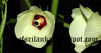 Biodiversity of Sri Lanka: බණ්ඩක්කා [Bandakka]/Lady's fingers/Okra ...
