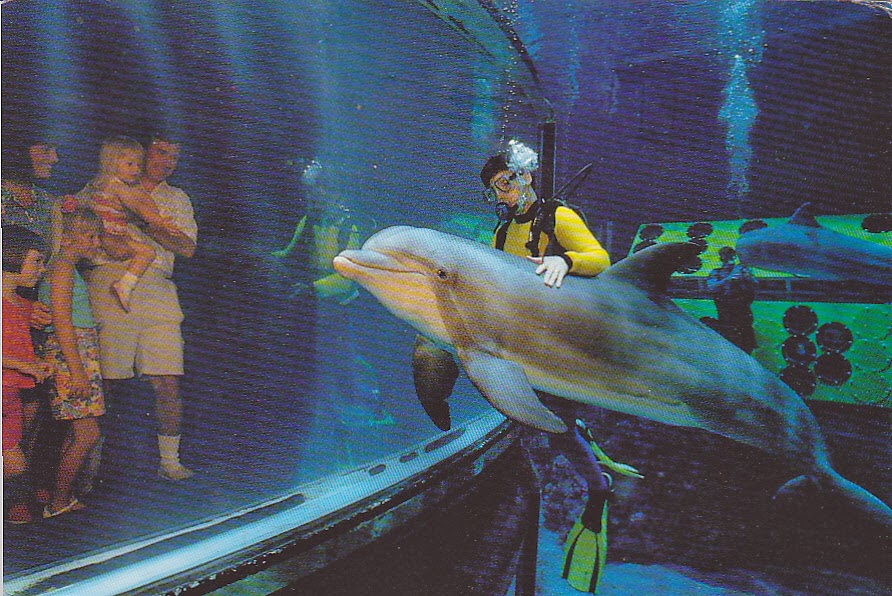 Postcard A La Carte: United States - Epcot Center Living Seas - Scuba Diver