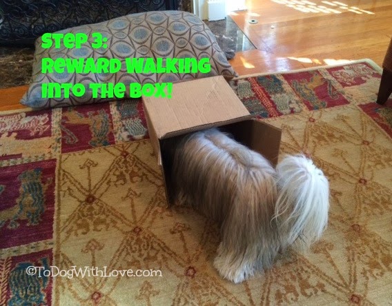 To Dog With Love: Box Games for Dogs: Go Hide!