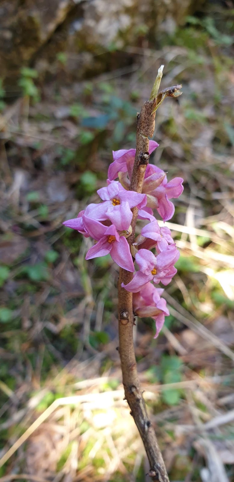 Pasionati de frumos !: Cheile Șugău - Peștera Tunel - Peștera Munticelu ...