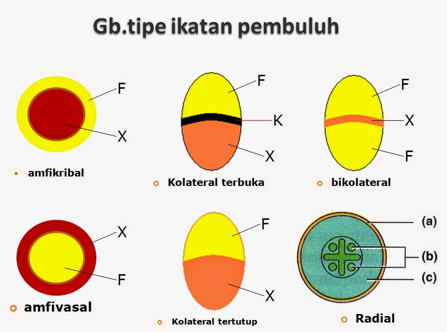 Struktur Lengkap Batang Pada Tumbuhan - Biologi Edukasi: Belajar Sains ...