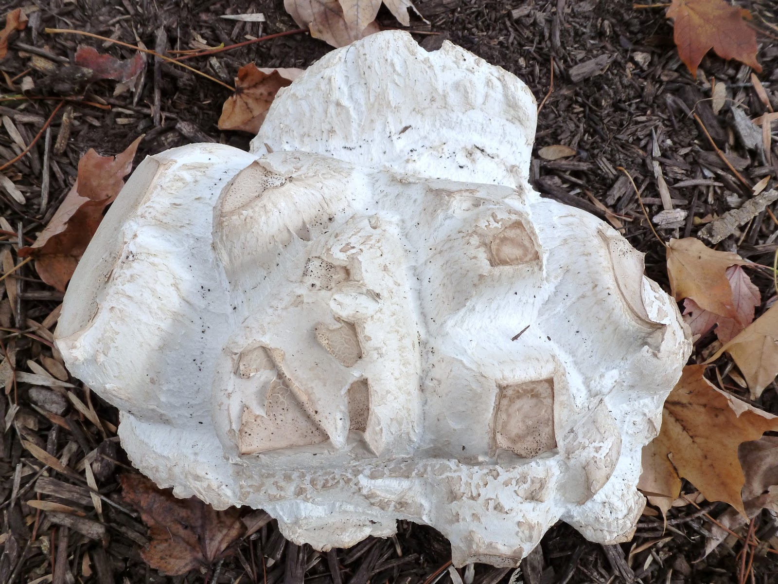 Mamma Mia Days: The Pinhead and Her Fungus