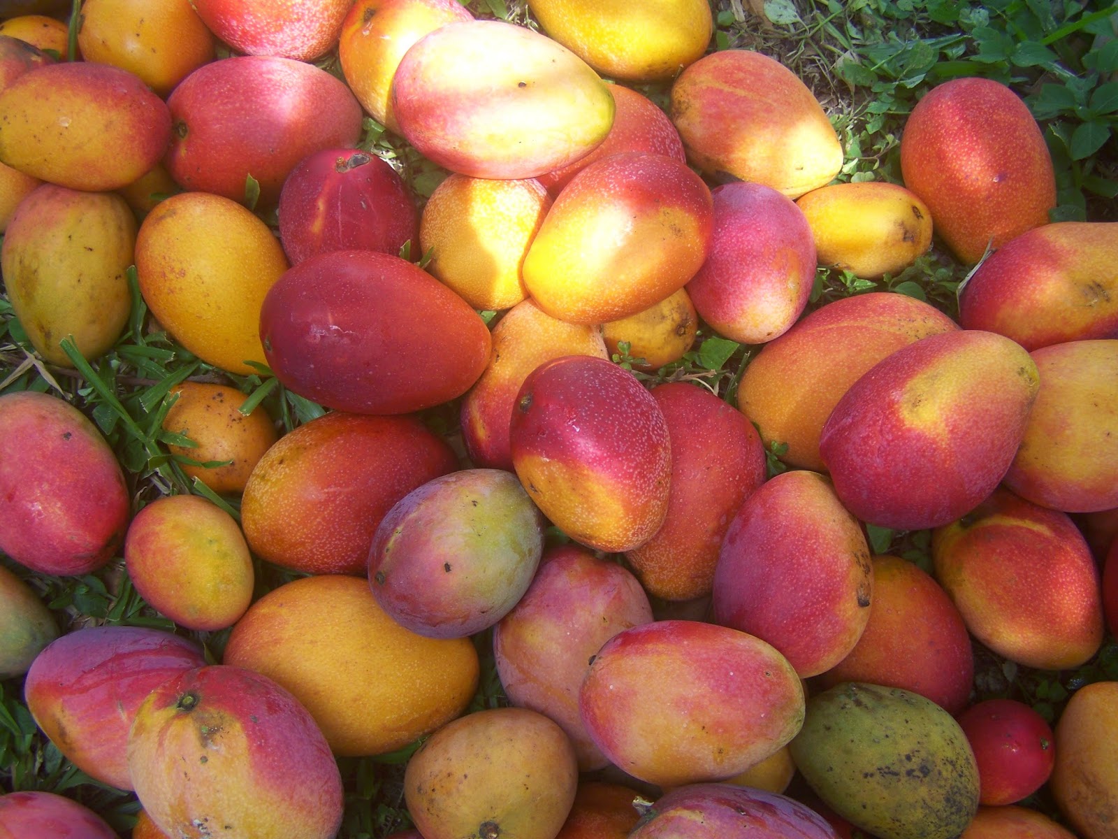 my rustic bajan garden: Mangomania has ended