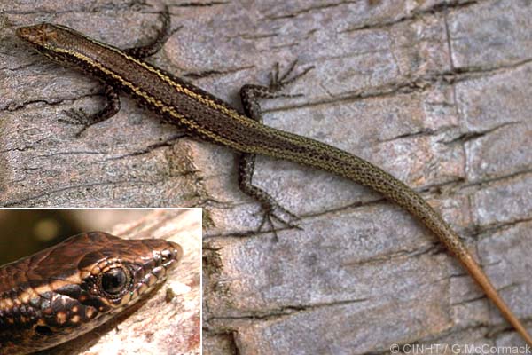 Tongan Tropical Moist Forests: Herpetofauna