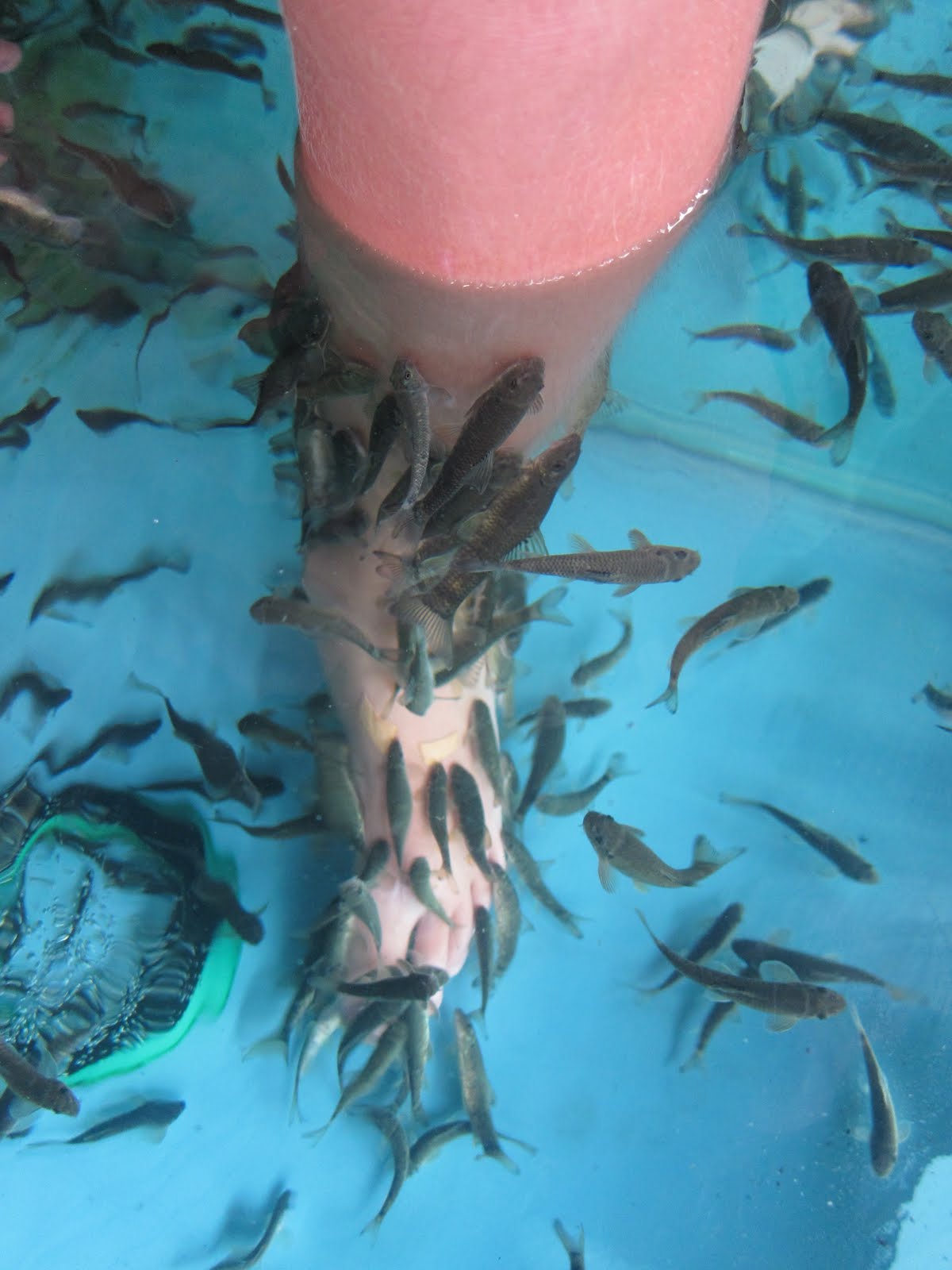 Santosha: Kuta, Pemuteran, Fish Spa, and more....Bali continued