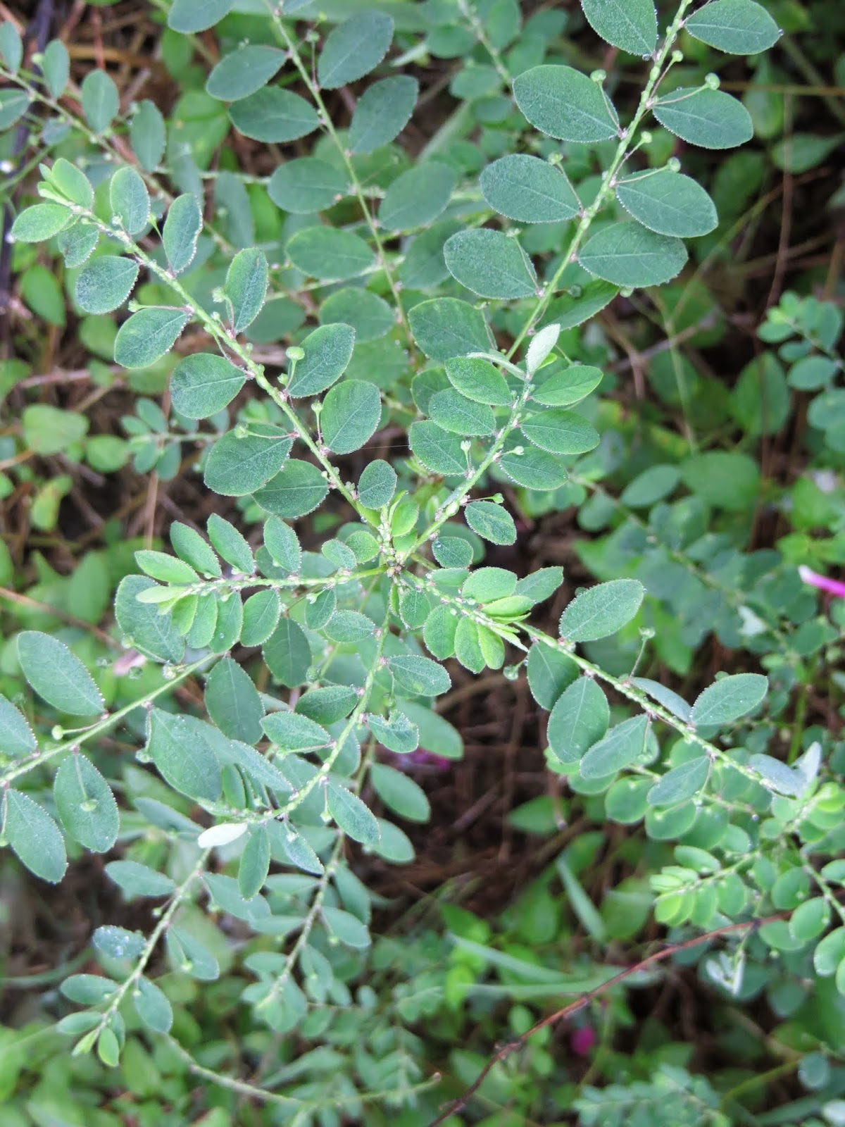 Growing Old Garden Roses in Florida: Weed, Weed, Weed!
