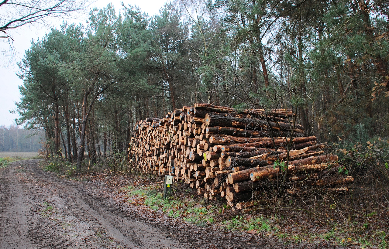 Jozef van der Heijden - Natuurfotografie: Grootschalige houtkap in ...