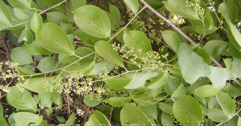 Medicinal Plants: Celastrus paniculatus, Jyotishmati 95 Published articles