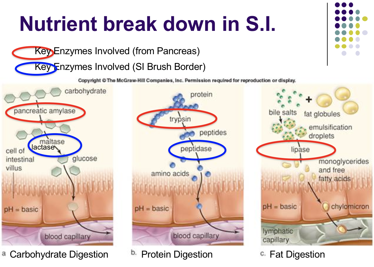 Team 4: Sheep: Anatomy Of The Digestive Tract