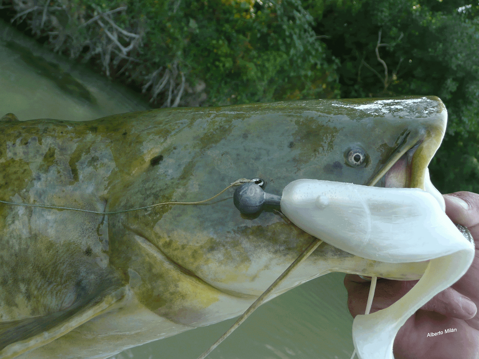 PESCA CON GUÍA DEL SILURO AL LANZADO Y PELLETS EN MEQUINENZA Y RÍO EBRO ...