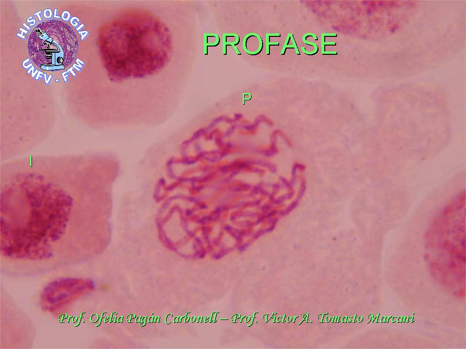 BLOG BIOLOGÍA Y GEOLOGÍA: enero 2012