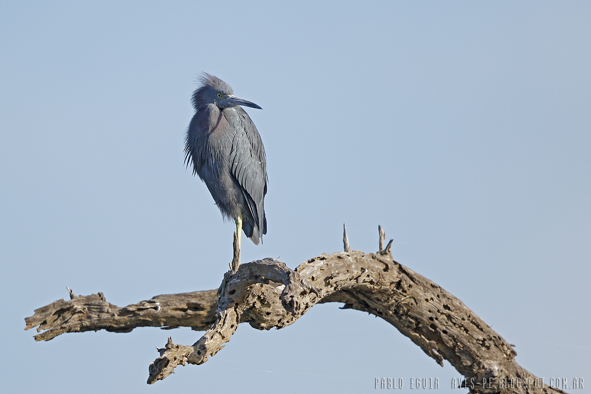 mis fotos de aves: Egretta caerulea Garza Azul Little Blue Heron