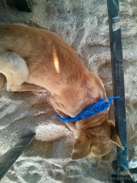 Travel and food tales: Life's a Goa beach - from Cansaulim to Colva