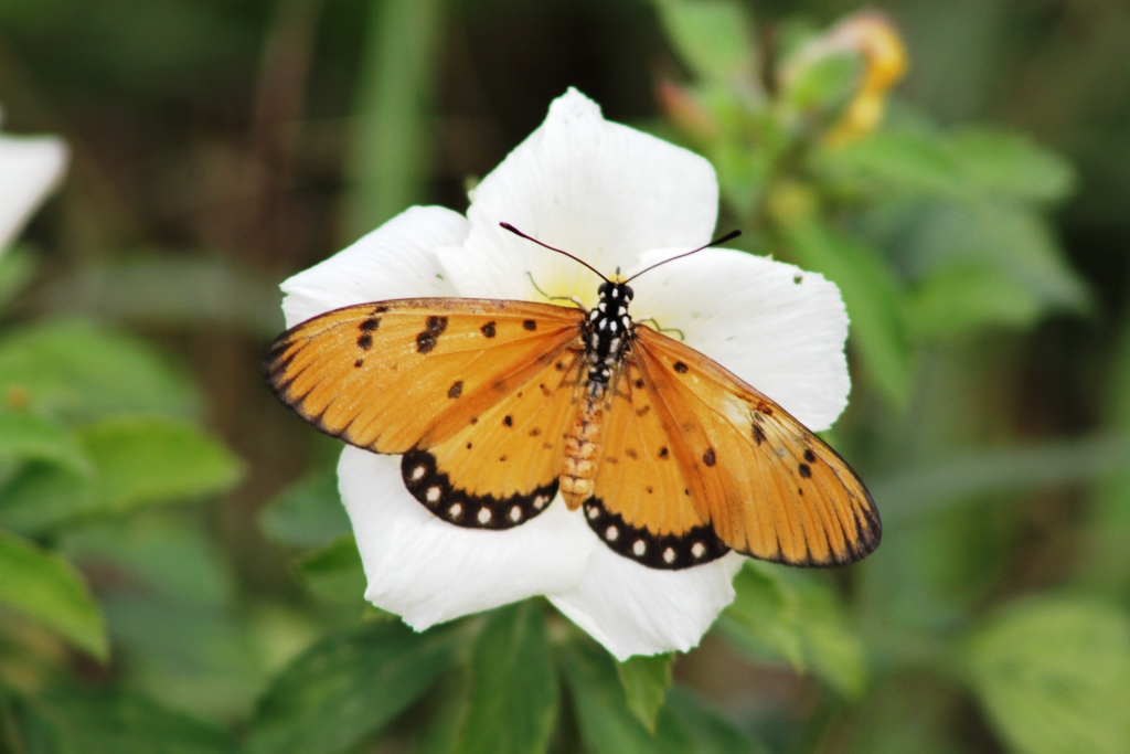 EKOGEO: INDAHNYA KUPU-KUPU DAN KEBERAGAMAN JENIS KUPU-KUPU DI INDONESIA