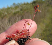 Esperance Wildflowers: Drosera pulchella - Pretty Sundew