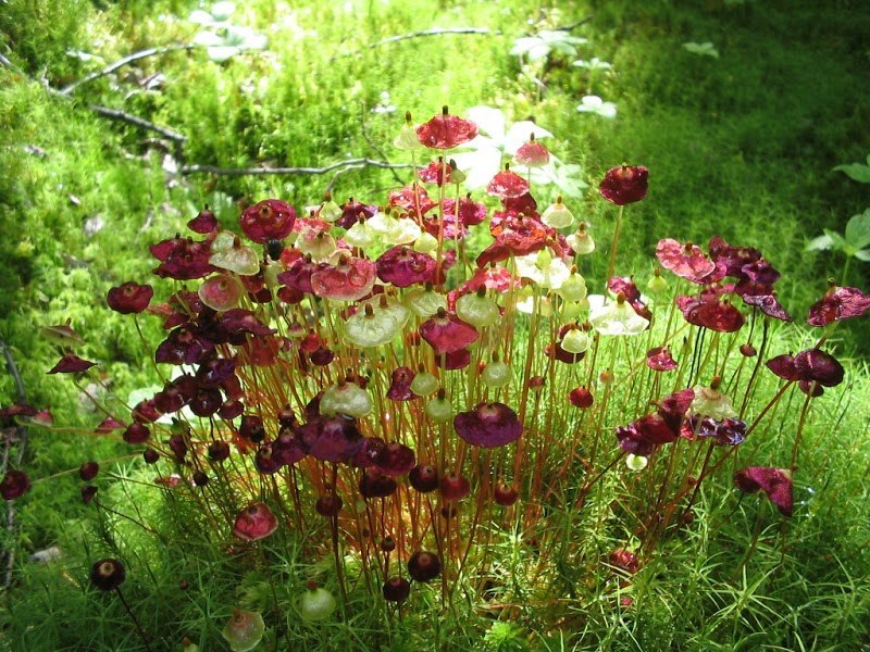 Всё о бегониях и не только...: Сплахнум красный / Сплахн красный ...