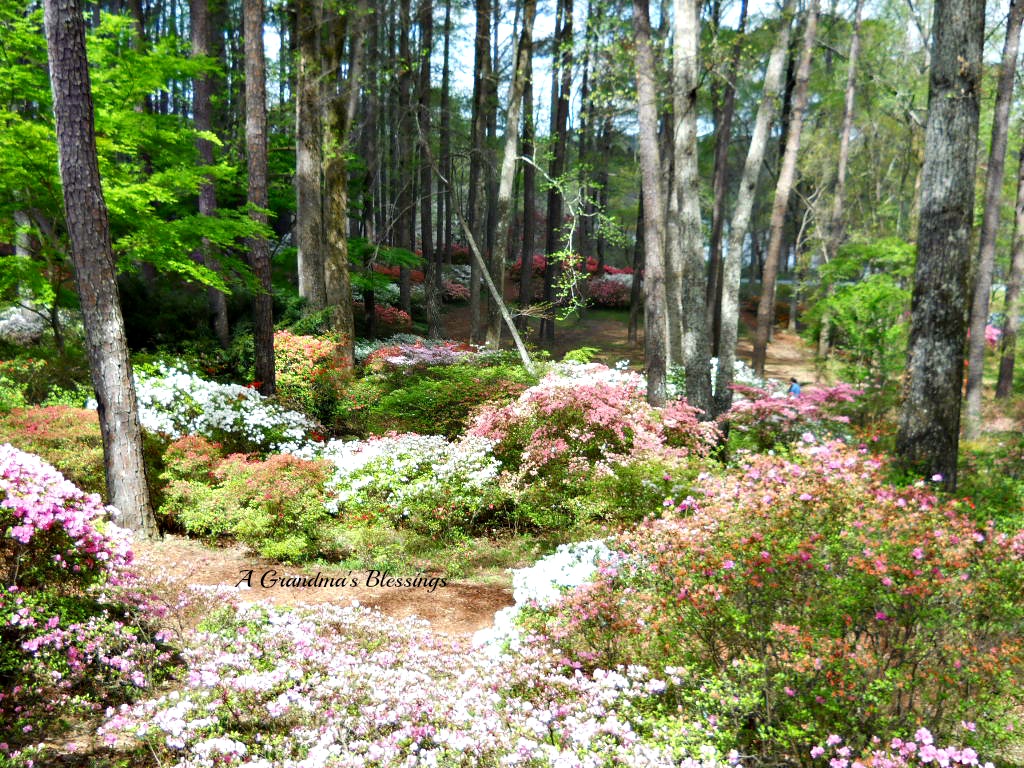 A Grandma's Blessings: MY DAY AT CALLAWAY GARDENS