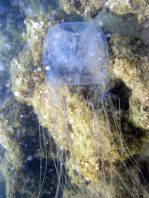 Box Jellyfish Image Gallery