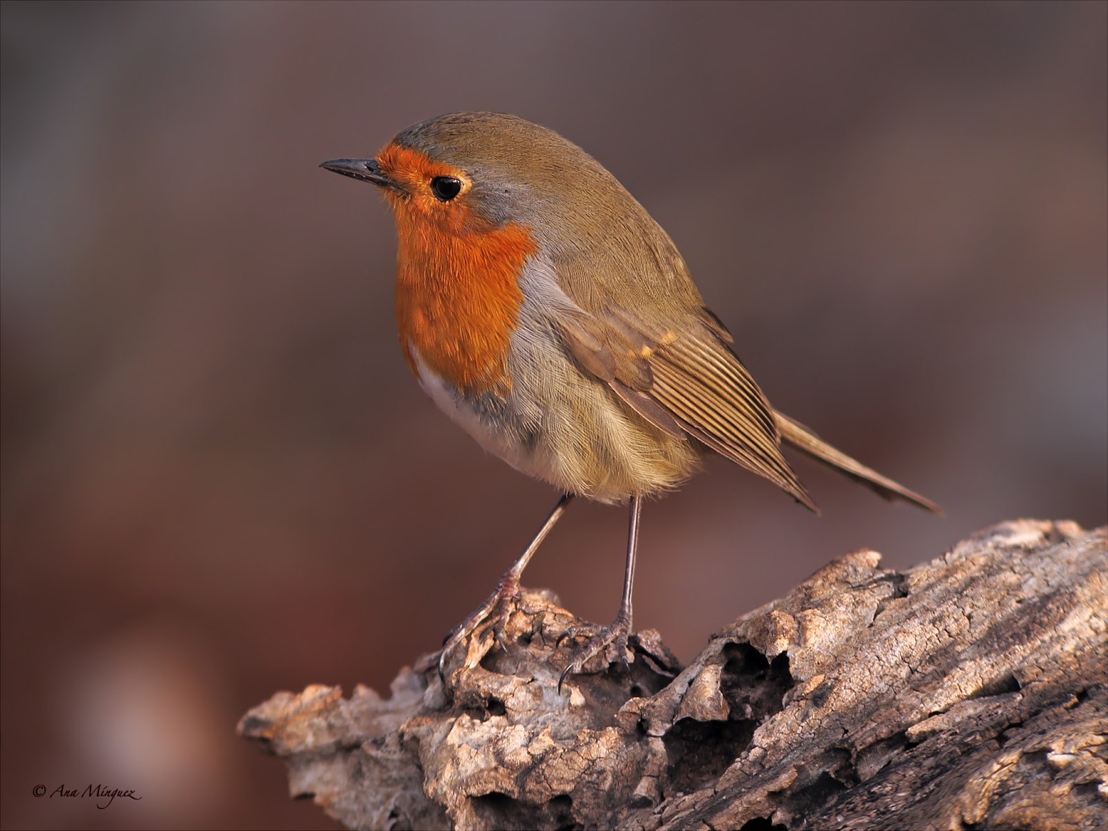 NATURANAFOTOS: Petirrojo