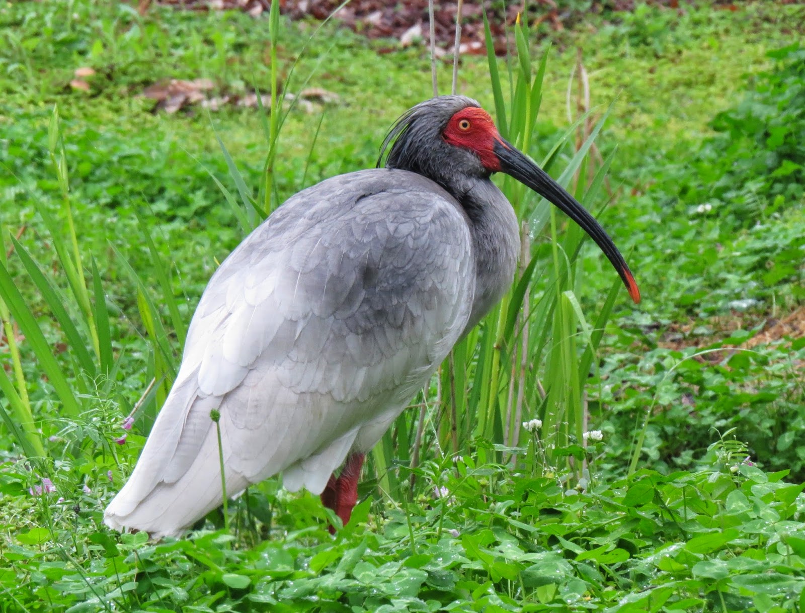 Puffin and Friends: トキ Japanese Crested Ibis