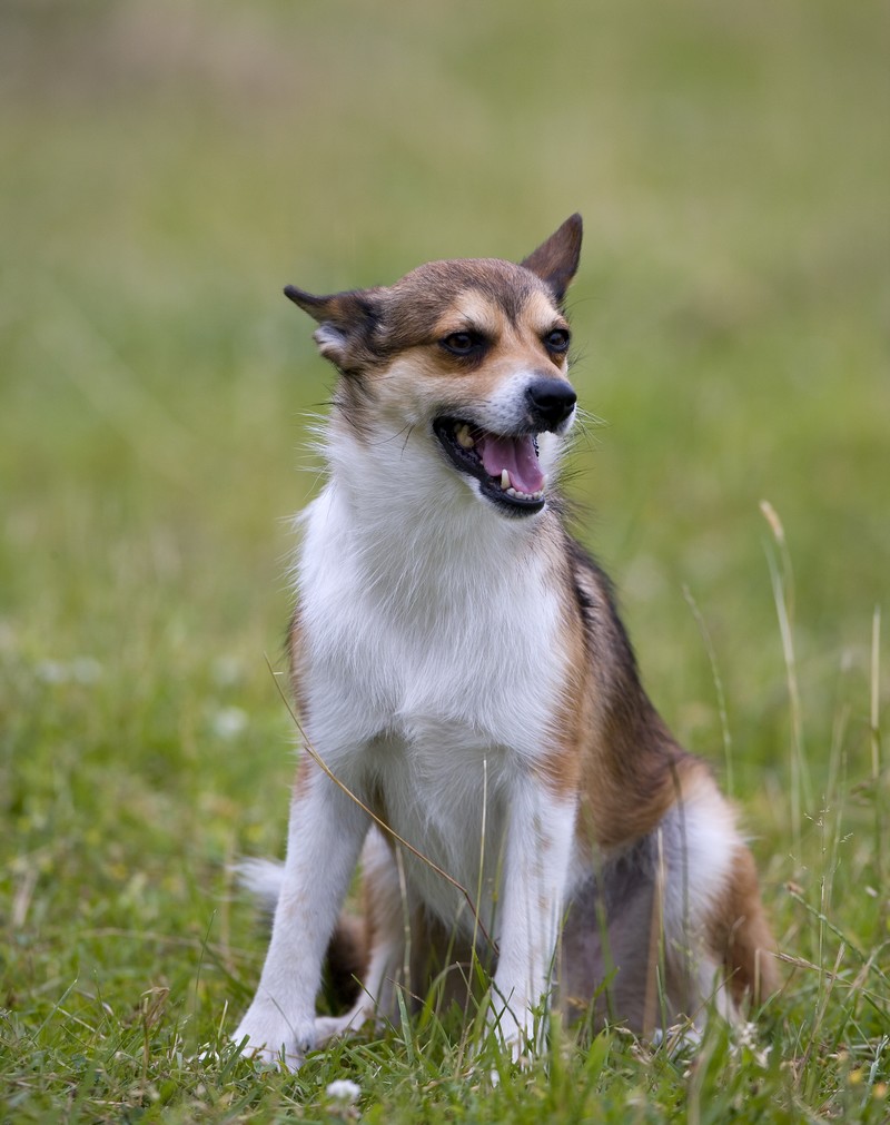 Norwegische Lundehund Pfote