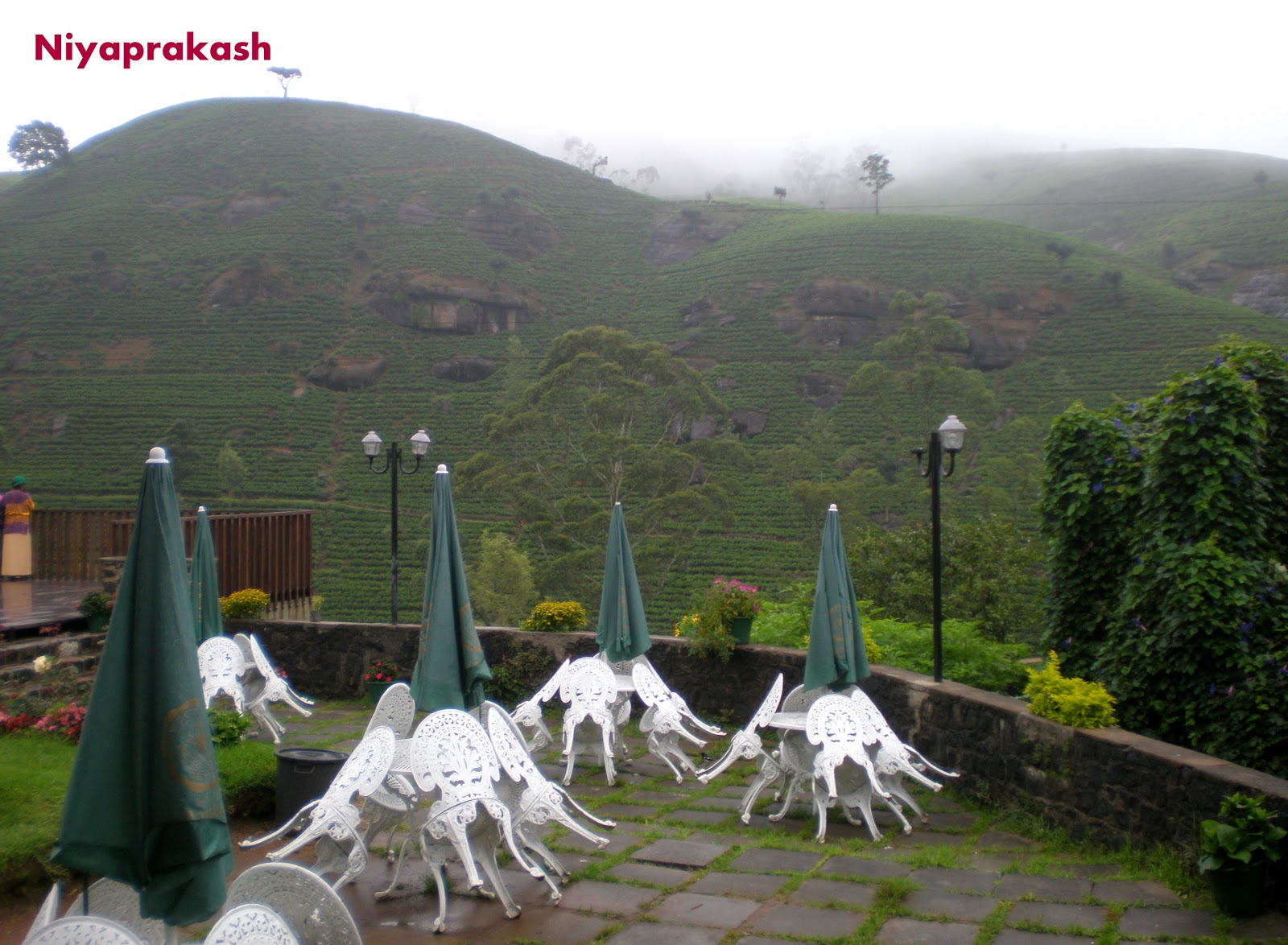 Niya's World: Photos of Mackwoods Tea Factory, Sri Lanka