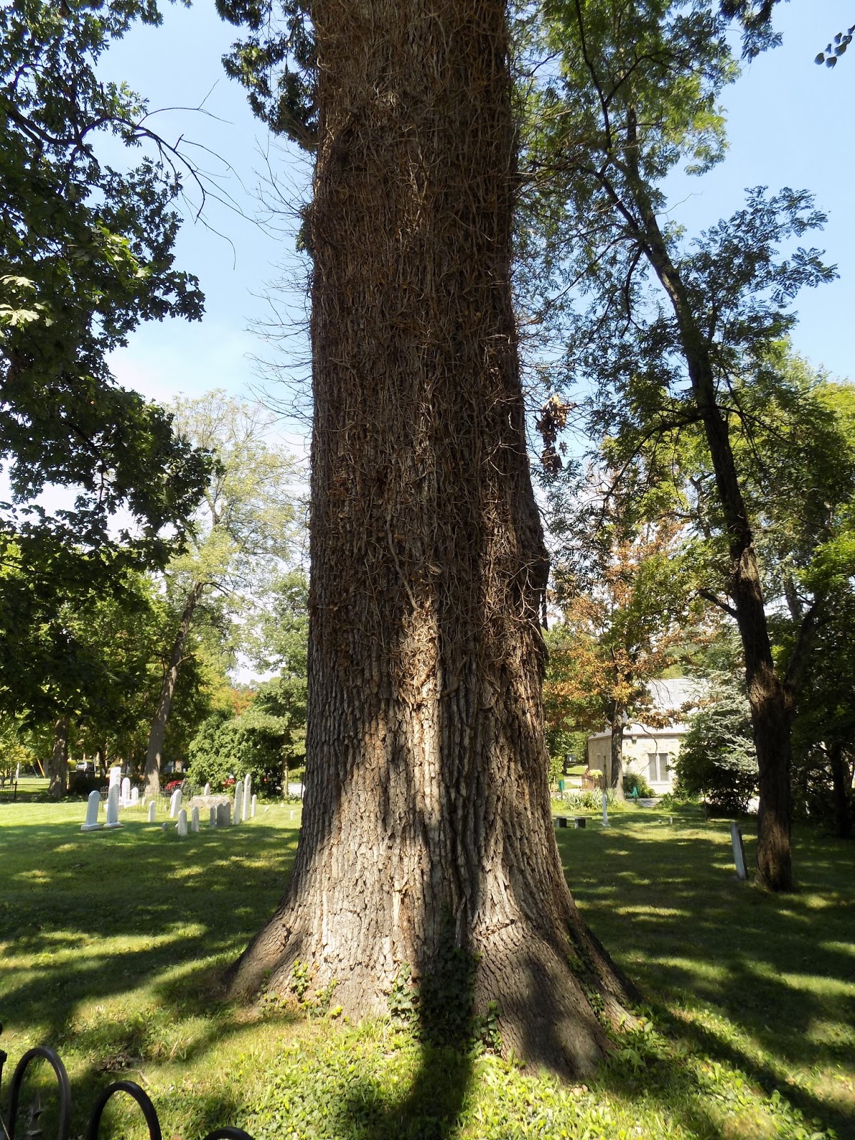 Tales From the Trails: Historic Baptist Cemetery: Big White Oak in ...