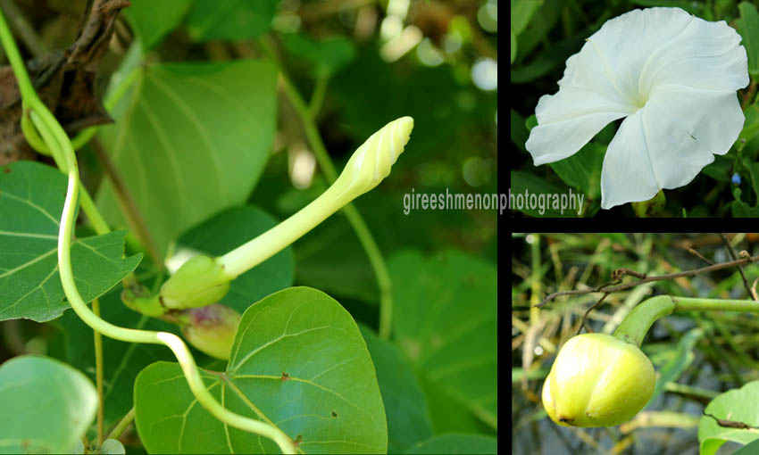 flowers - gireeshmenon: Moon vine