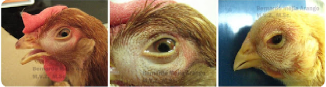 Enfermedades en aves (Coriza Infecciosa) : Generalidades de la enfermedad