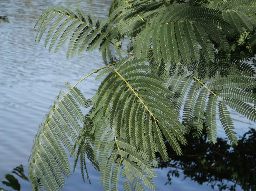 Future Plants by Randy Stewart: Albizia - Siris / Silk Trees
