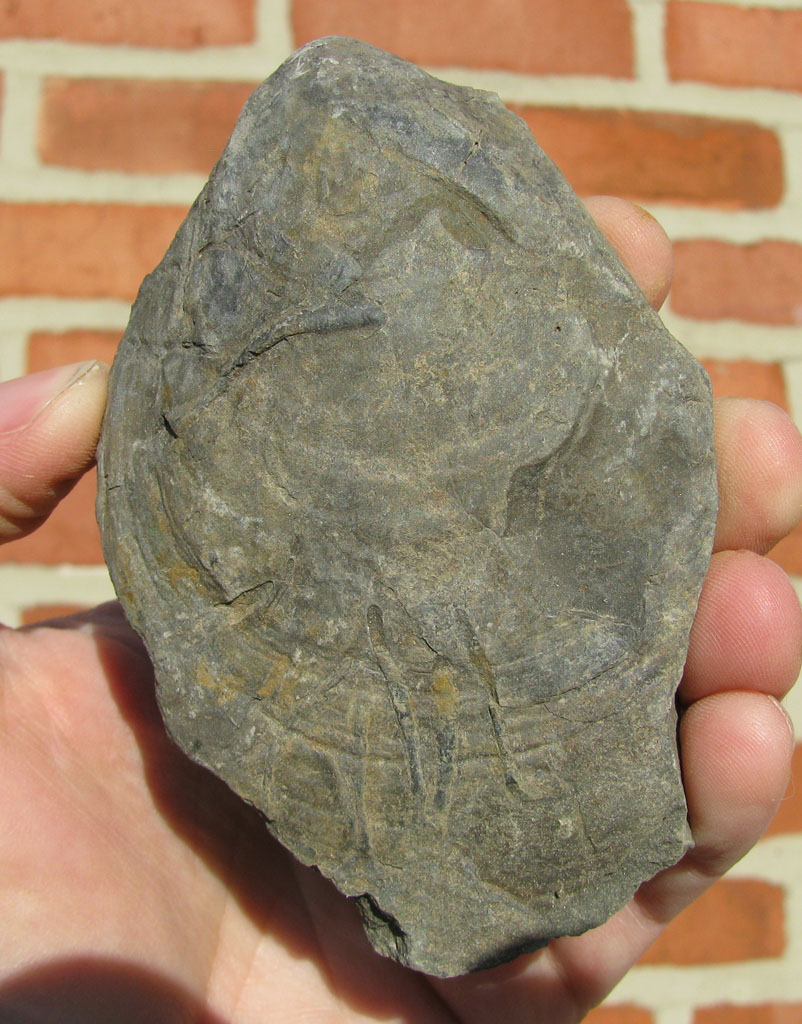 Views of the Mahantango: Evidence of post mortem activity in fossil ...