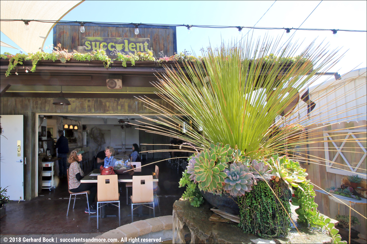 Sip and shop at the Succulent Café