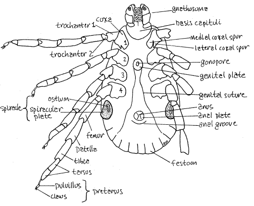 Parasitophilia: The Clock Keeps Tickin’…Maybe I Will Too
