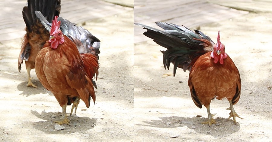 2D Animation - Animal Turn around and Walk Cycle