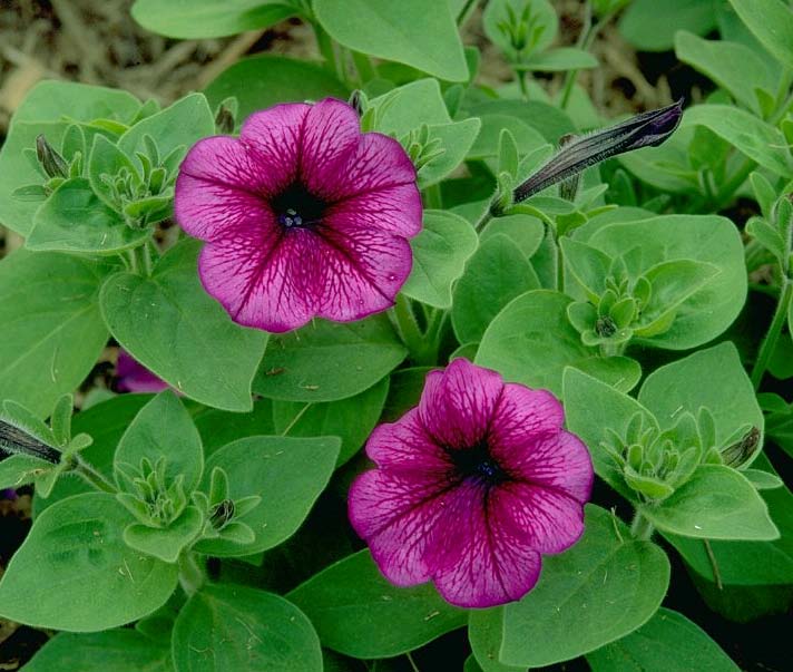 Beechwood Landscape Architecture and Construction: Spring Bloomers ...