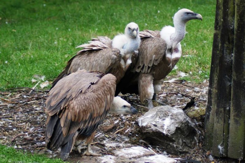 Faszination Geier: Duisburger Gänsegeierküken, 14 Wochen alt