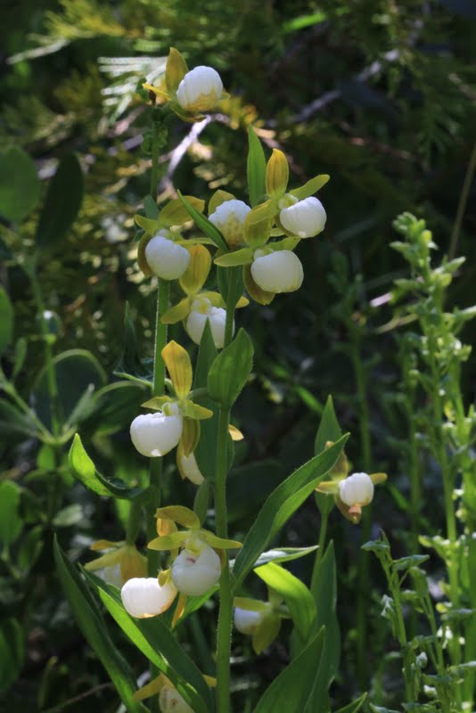 Native Orchids of the Pacific Northwest and the Canadian Rockies (and ...