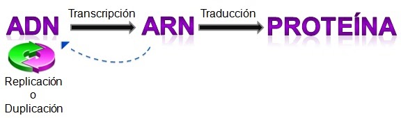 Biología BI: 10.- Transcripción y Traducción