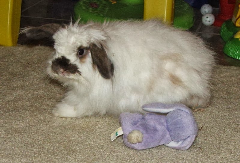 American Fuzzy Lop Rabbit - Information ~ Pets and Animals Planet