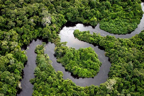 Animals Plants Rainforest: Amazon Rainforest Dying