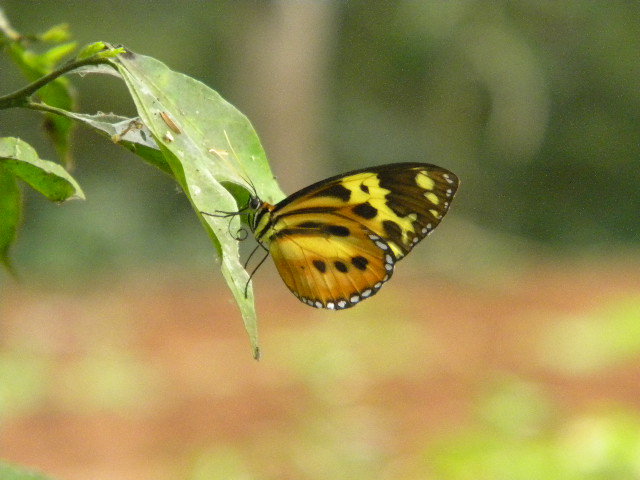 Alas con escamas: Mariposas de la selva misionera