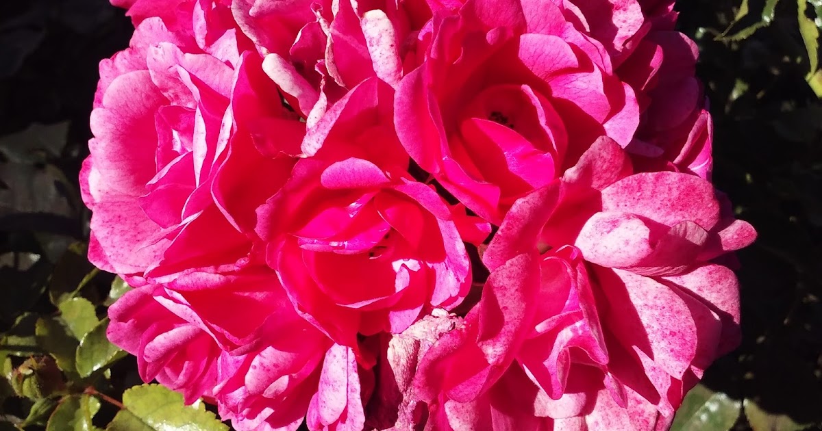 Life: Living Real...: Roses...