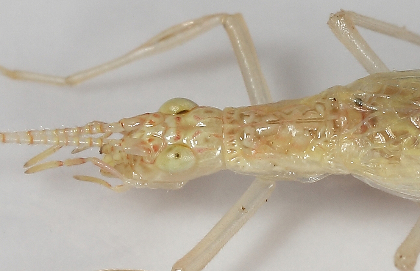 BunyipCo: November 2016