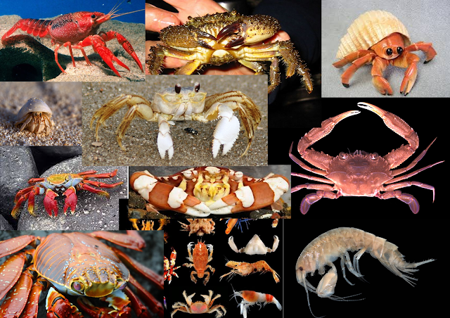 CGA: Crustacean Silhouettes