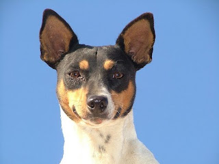 Perros de Caza: Bodeguero Ratonero Andaluz