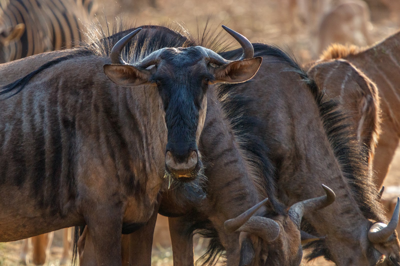 Luontobongailua: Etelä-Afrikka part 1