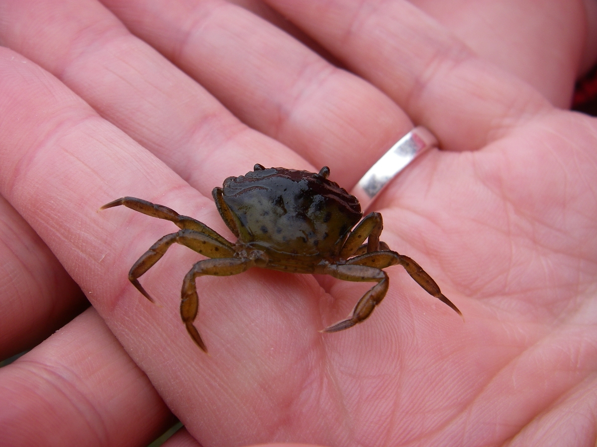 New Life in Ireland: Don't get crabby